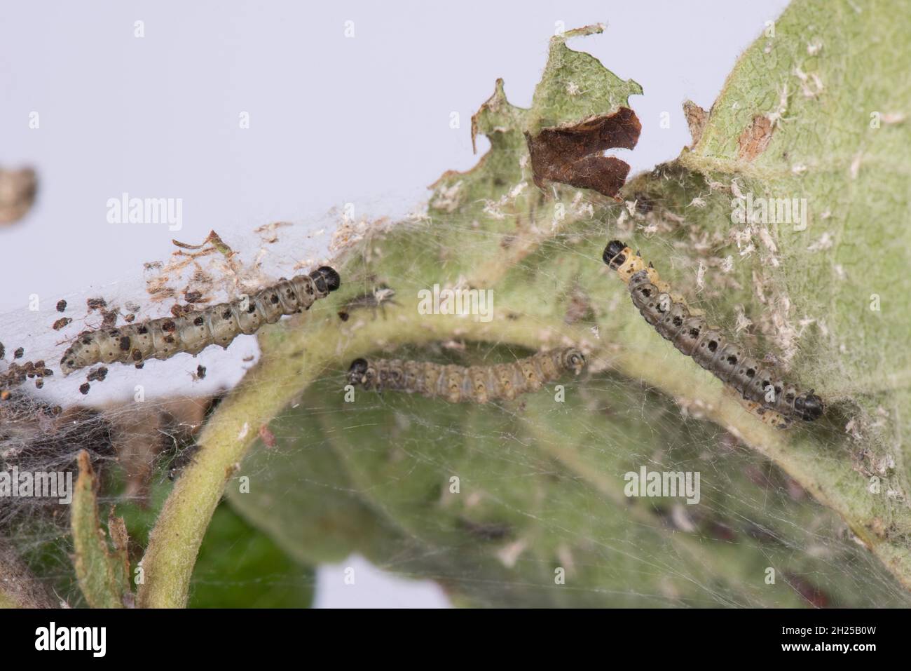 Apple ermine (Yponomeuta malinellus) caterpillars, webbing and damage ...