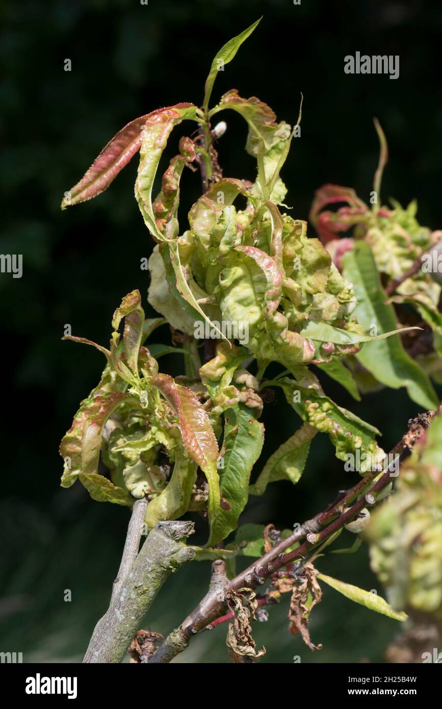 Peach leaf curl (Taprhina deformans) damage, distortion, curling, reddening of peach foliage on ...