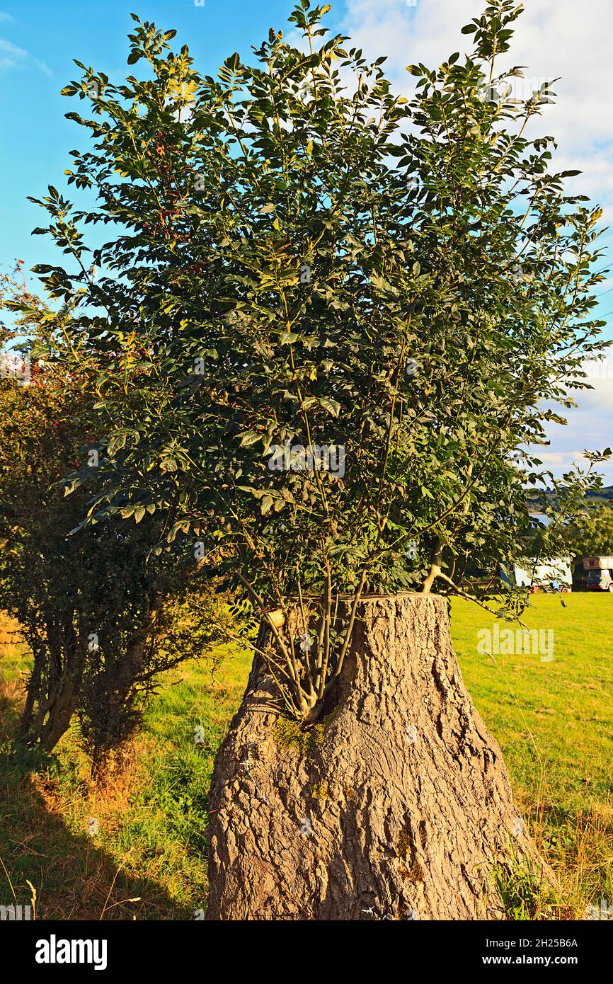 New shoots on old tree stump Stock Photo - Alamy