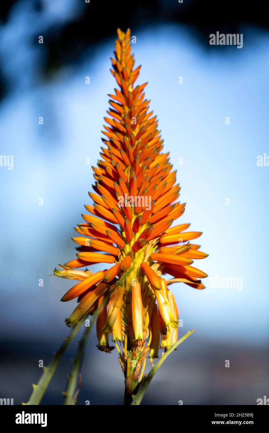 Inkalane or umhlabana hi-res stock photography and images - Alamy