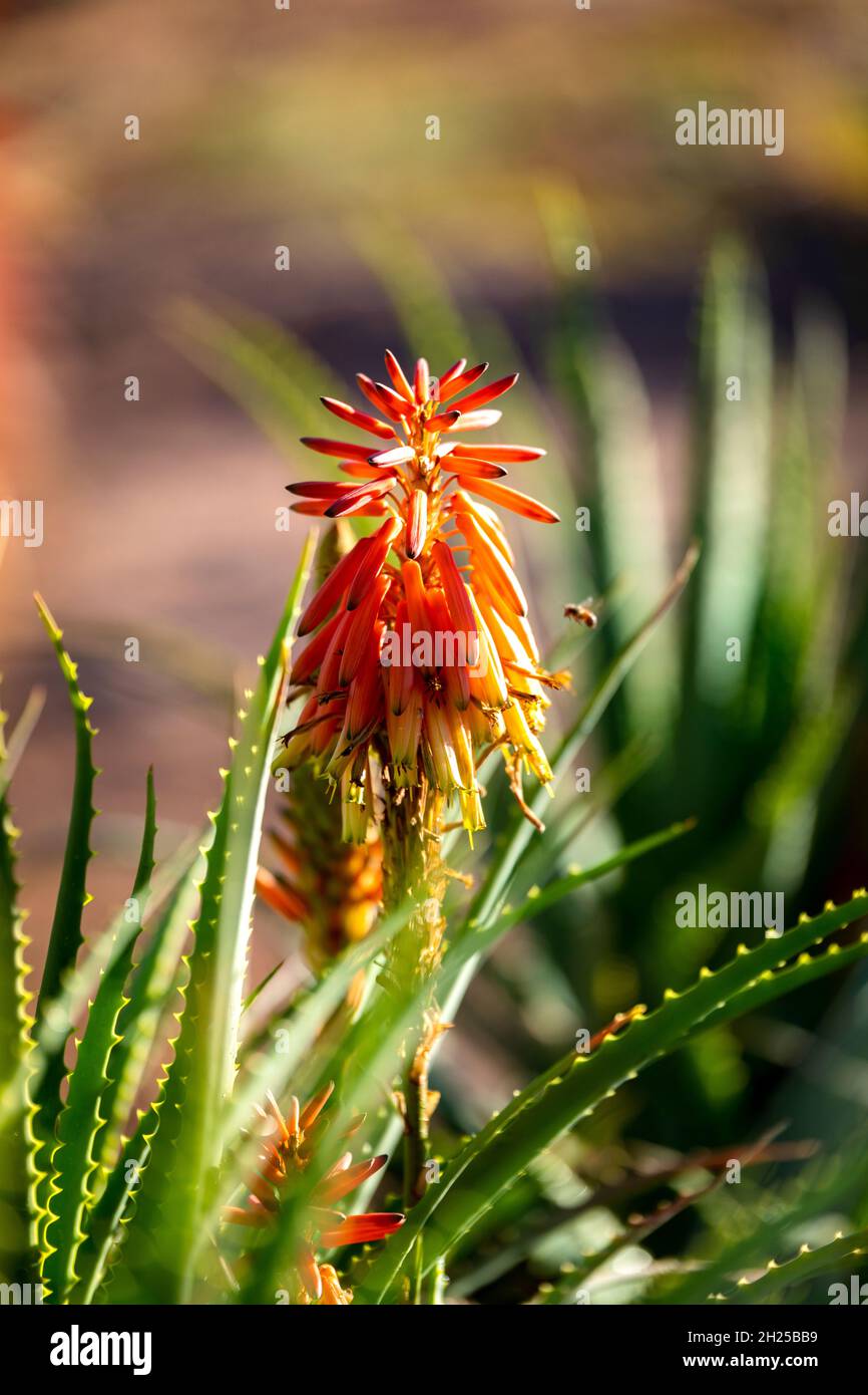 Krantz Aloe Aloe arborescens, Inkalane with it's orange flower Stock ...