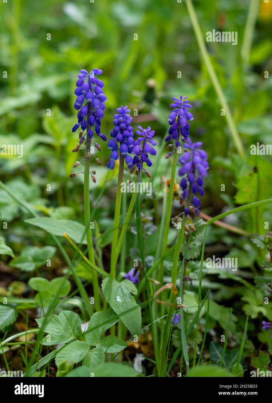Bell flower on a spring meadow Stock Photo - Alamy