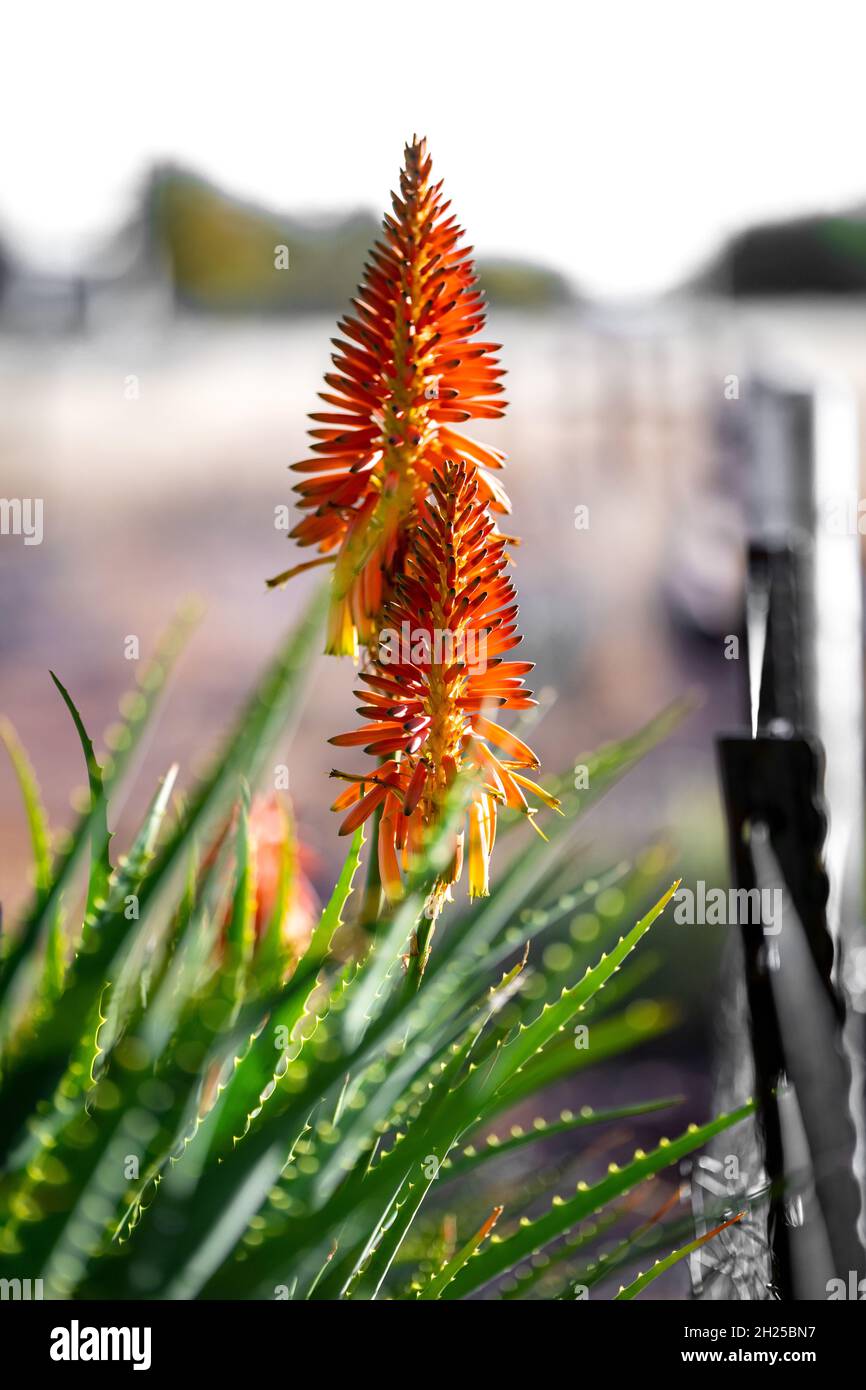 Krantz Aloe Aloe arborescens, Inkalane with it's orange flower Stock ...