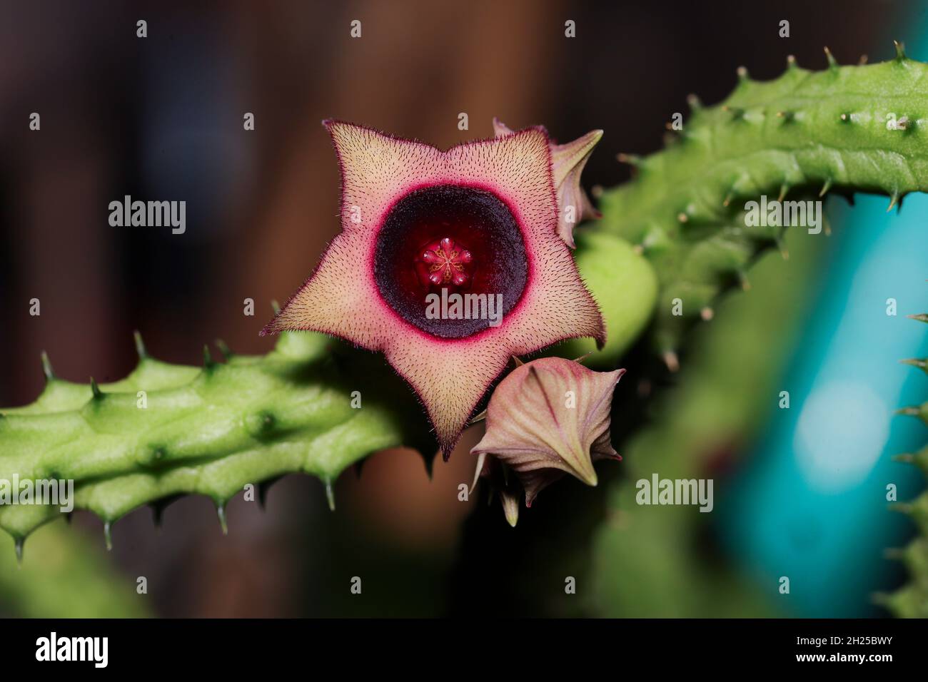 Dragon flower hi-res stock photography and images - Alamy