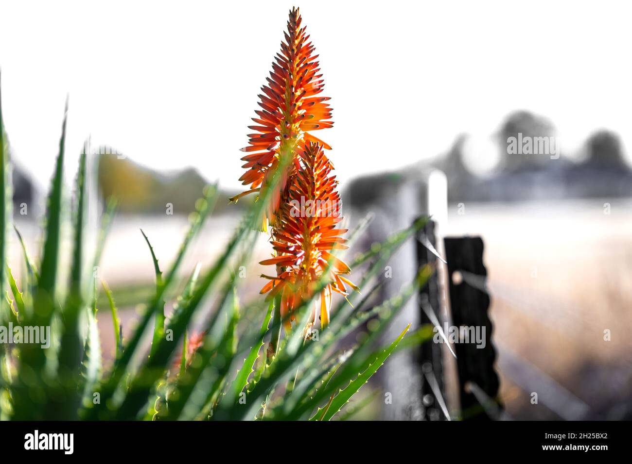Krantz Aloe Aloe arborescens, Inkalane with it's orange flower Stock ...
