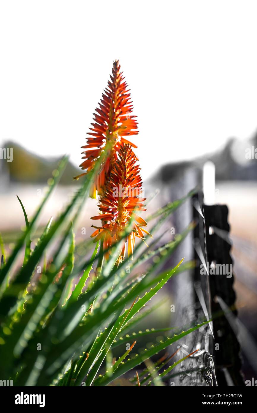 Krantz Aloe Aloe arborescens, Inkalane with it's orange flower Stock ...