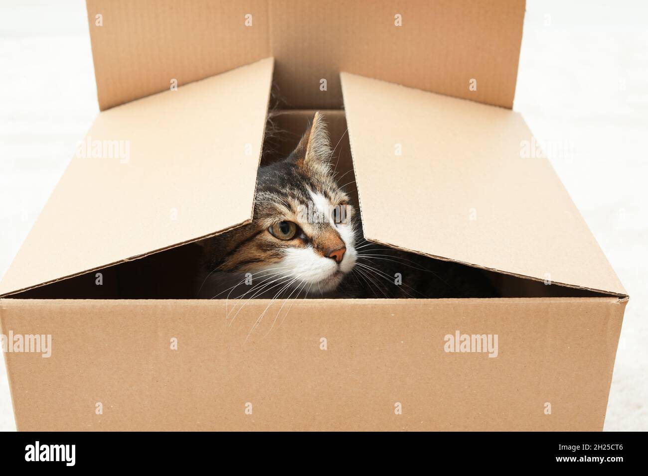 Curious cat looking out of box at home Stock Photo - Alamy