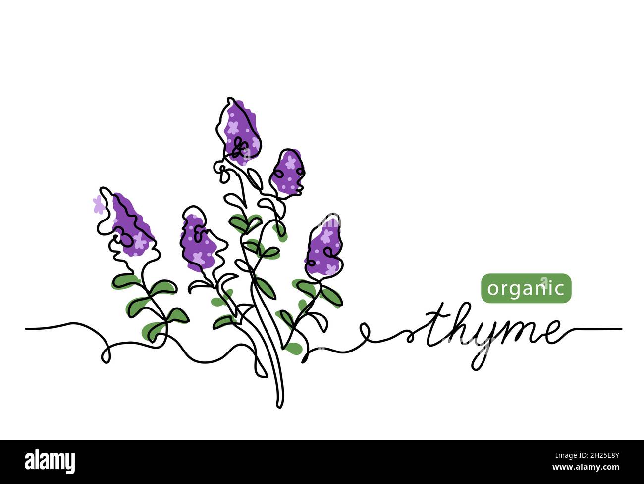 Thyme simple vector sketch drawing. One continuous line art drawing ...