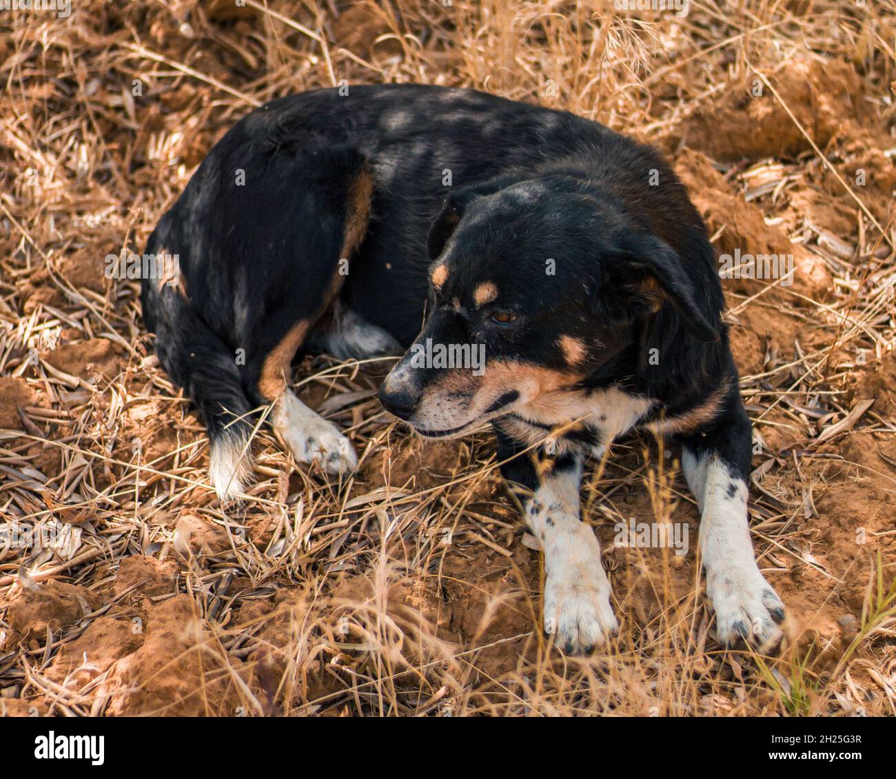 Black guard hi-res stock photography and images - Alamy