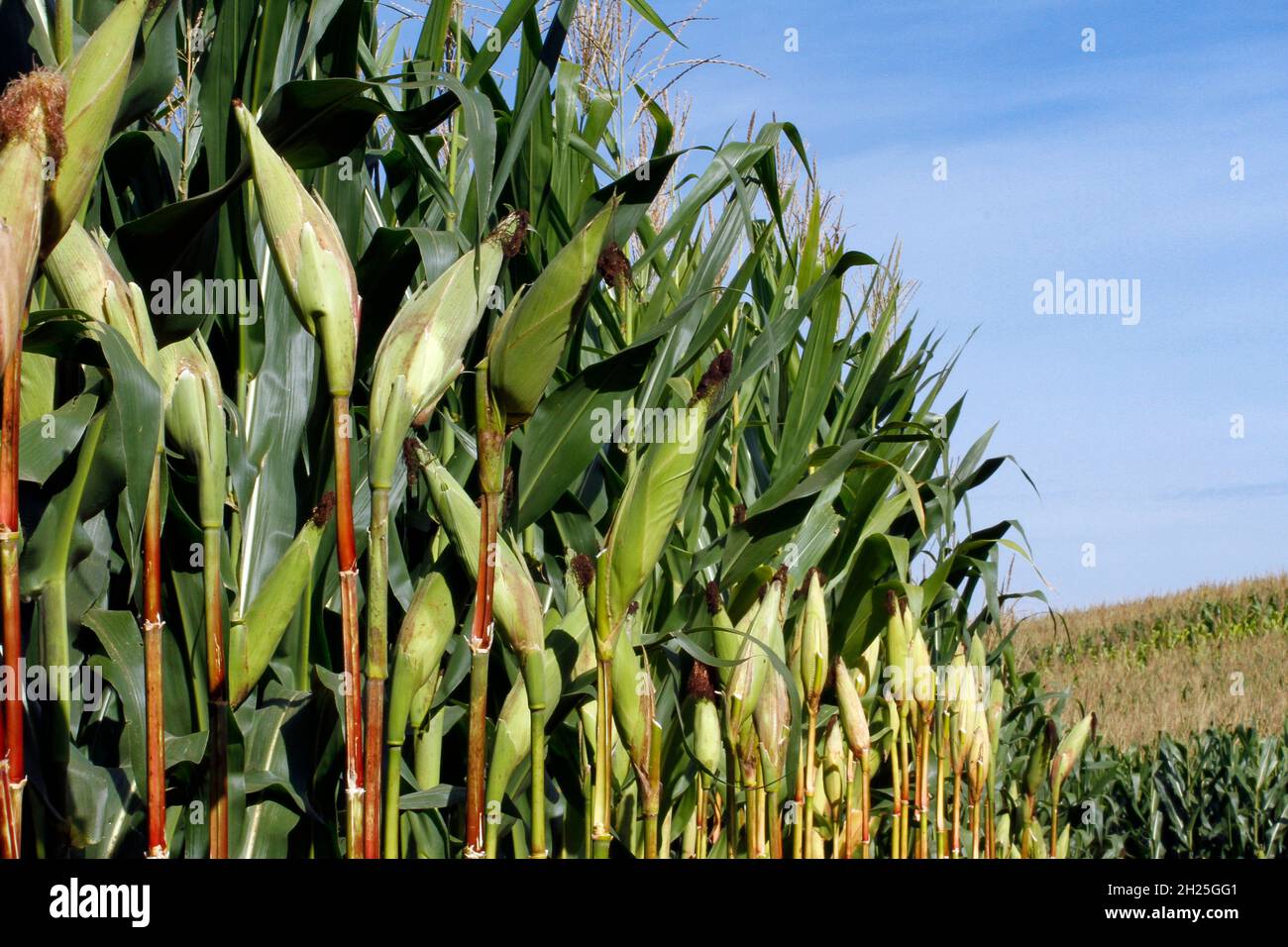 daytime view of corn crop - agriculture concept Stock Photo - Alamy