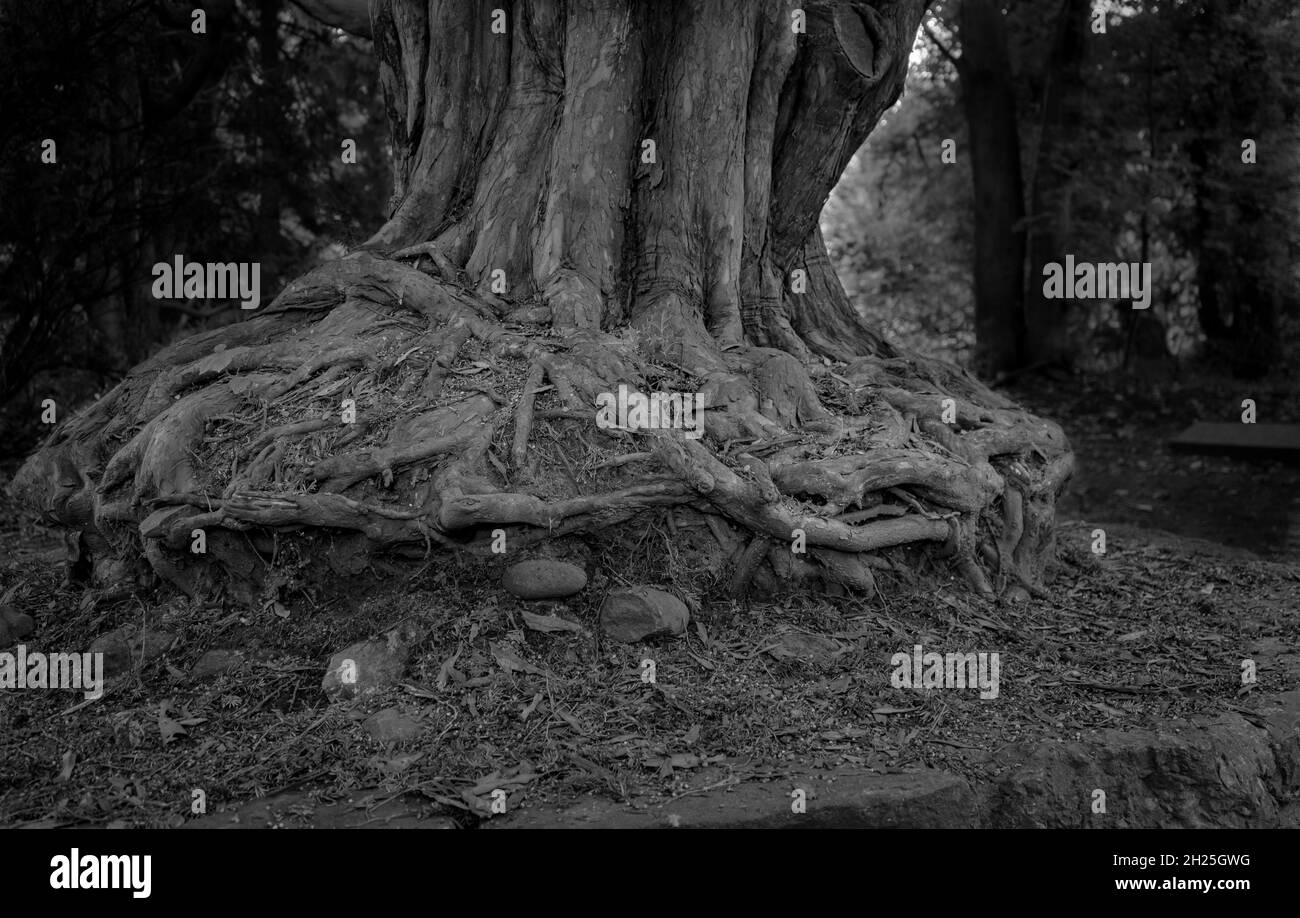 Haunted roots hi-res stock photography and images - Alamy