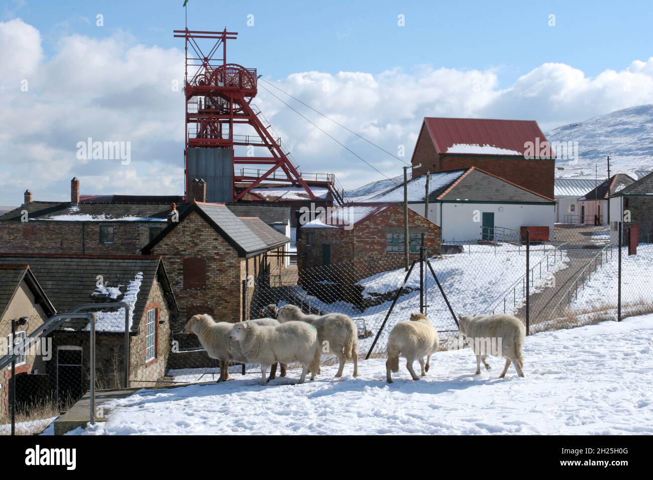 Big Pit coal mine museum in snow sheep showing winding tower & out ...