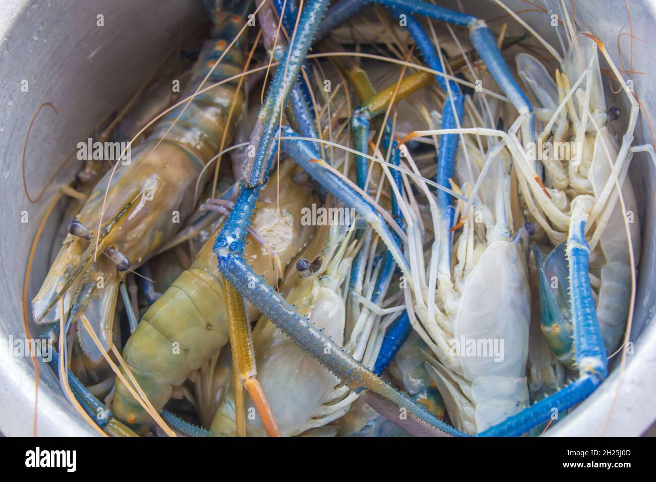 Fresh shrimp from farm hi-res stock photography and images - Alamy