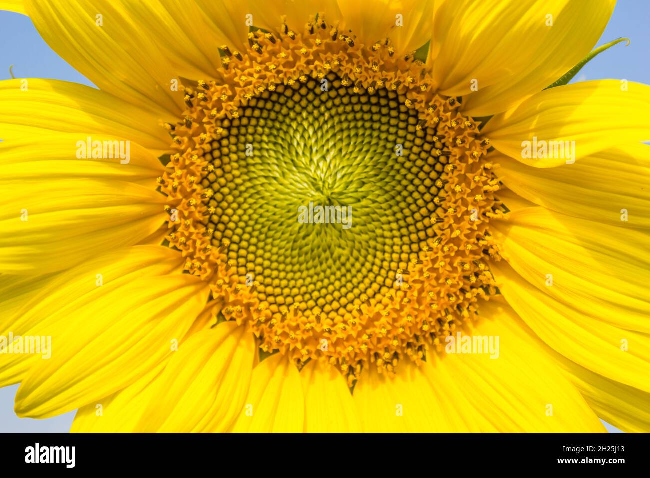 Yellow sunflower, close-up shoot, a sunflower yellow background Stock ...