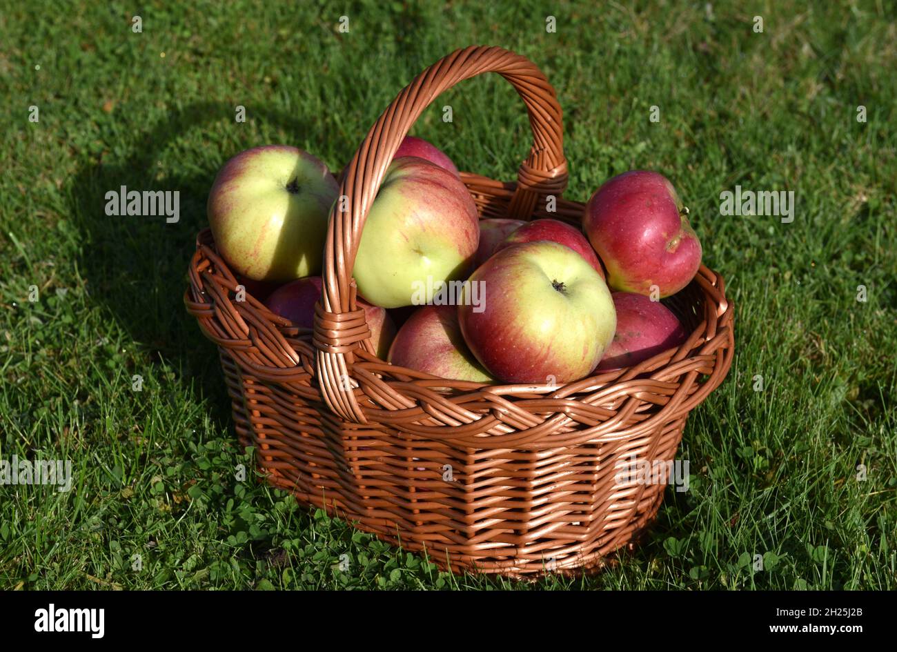 Plucking apple hi-res stock photography and images - Alamy