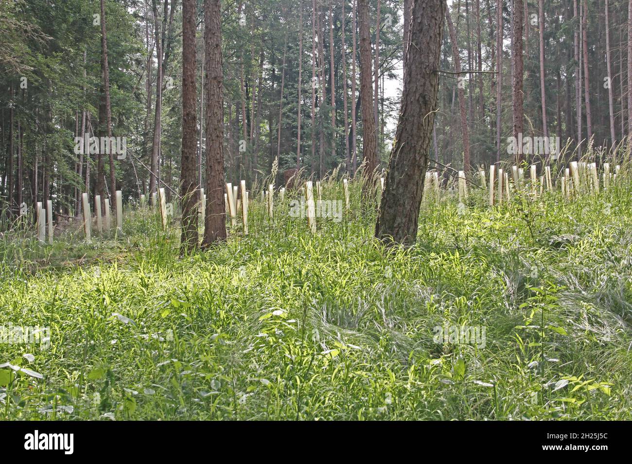 Protected Afforestation In The Forest Stock Photo - Alamy