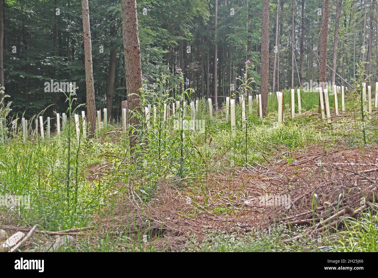 Protected Afforestation In The Forest Stock Photo - Alamy