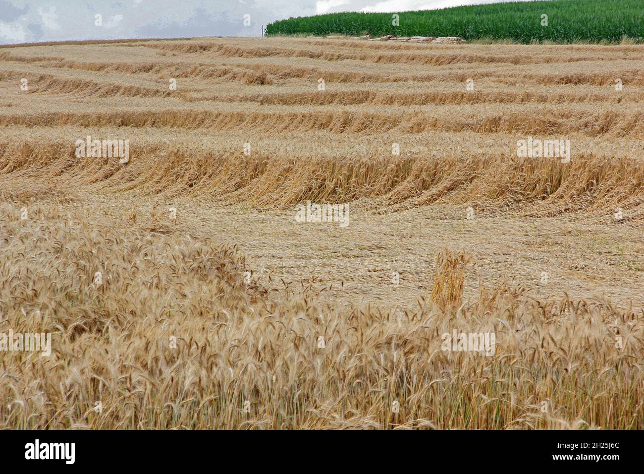 Storm Damage In The Grain Field Stock Photo - Alamy