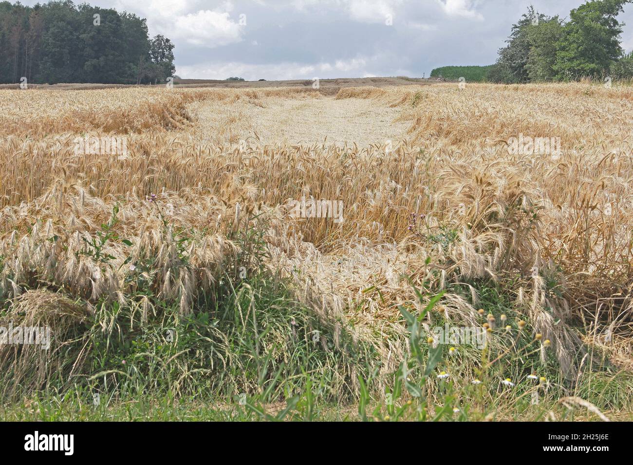 Storm Damage In The Grain Field Stock Photo - Alamy