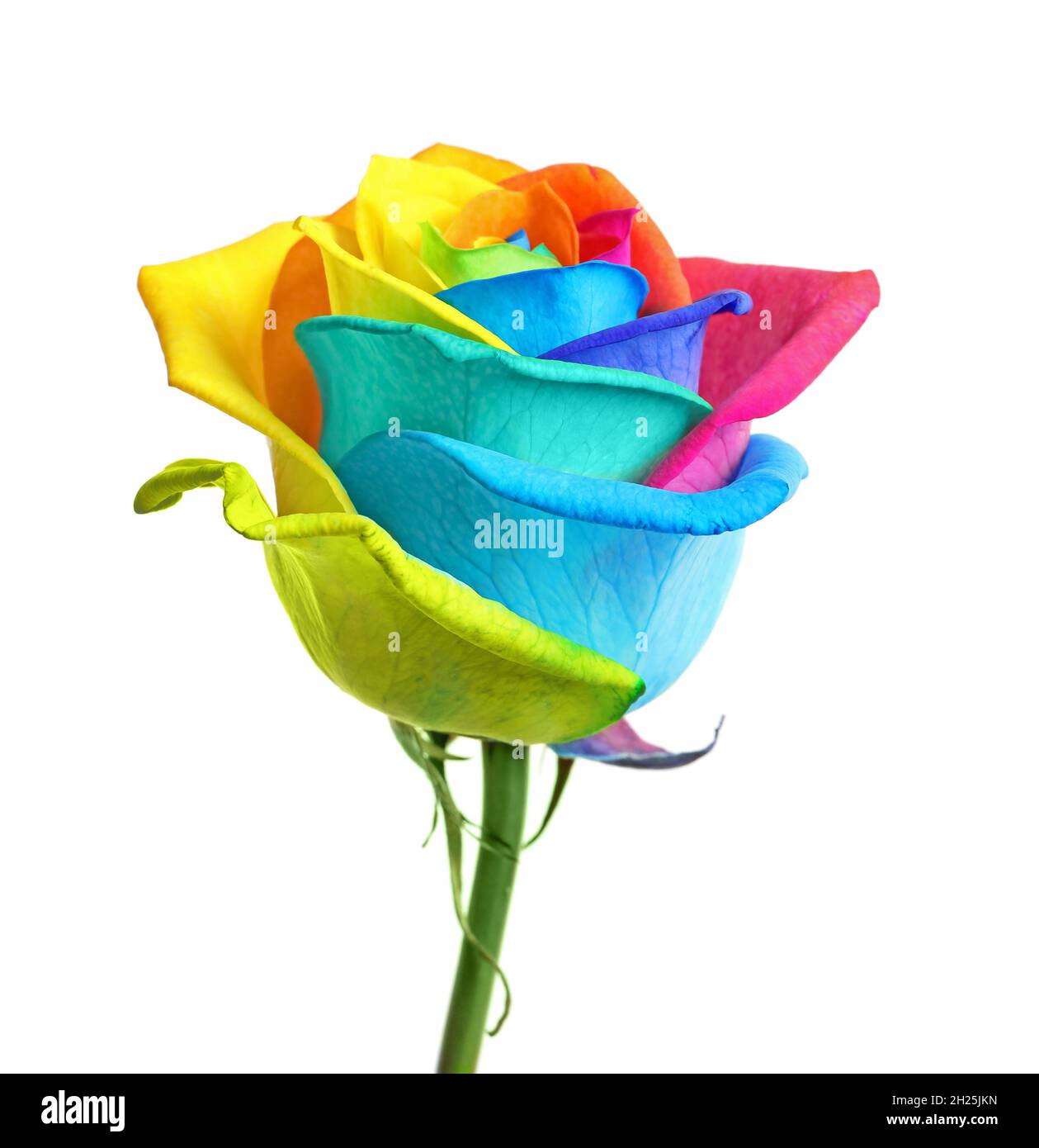 Amazing rainbow rose flower on white background Stock Photo - Alamy