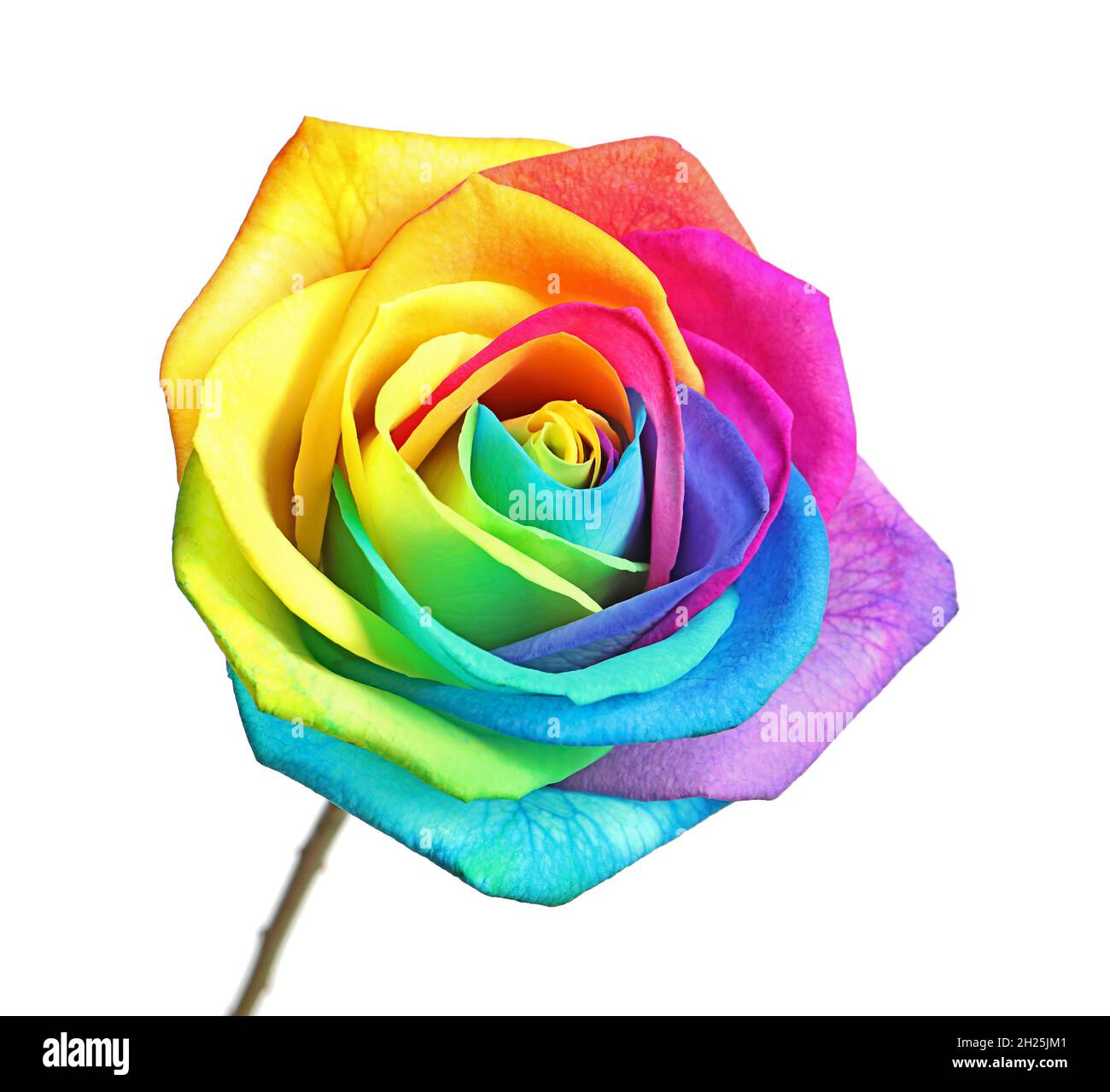 Amazing rainbow rose flower on white background Stock Photo - Alamy