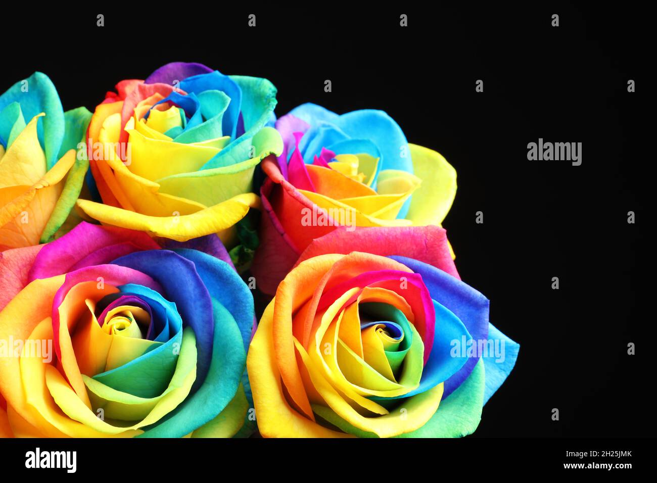 Amazing rainbow rose flowers on black background Stock Photo - Alamy