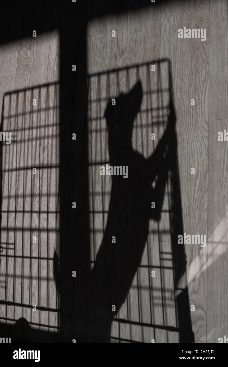 Dog cage shadow hi-res stock photography and images - Alamy