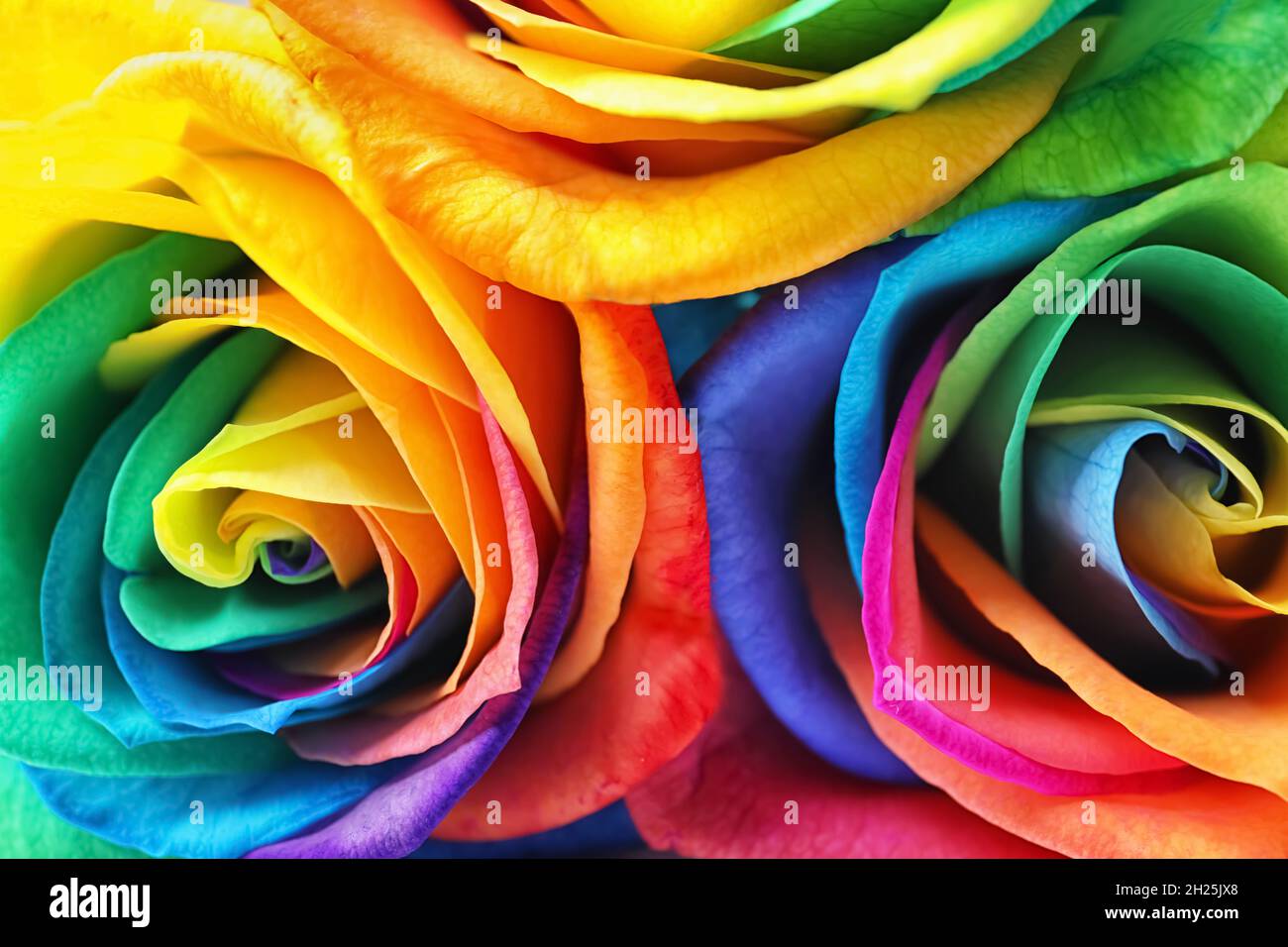 Amazing rainbow rose flowers, closeup Stock Photo - Alamy