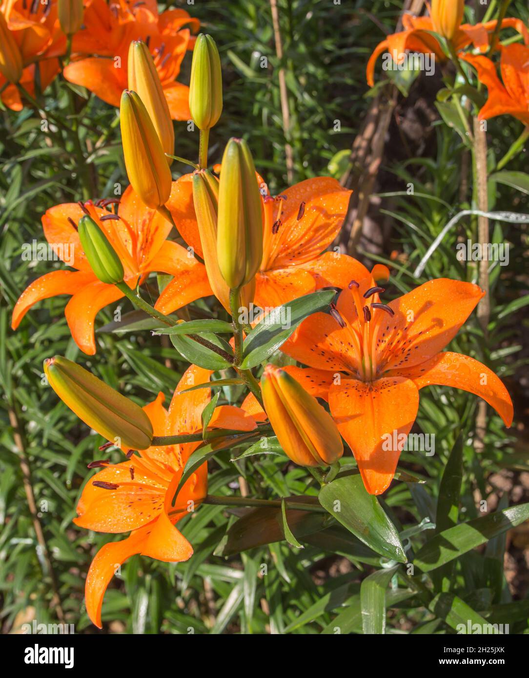 beautiful Lily flower Stock Photo - Alamy