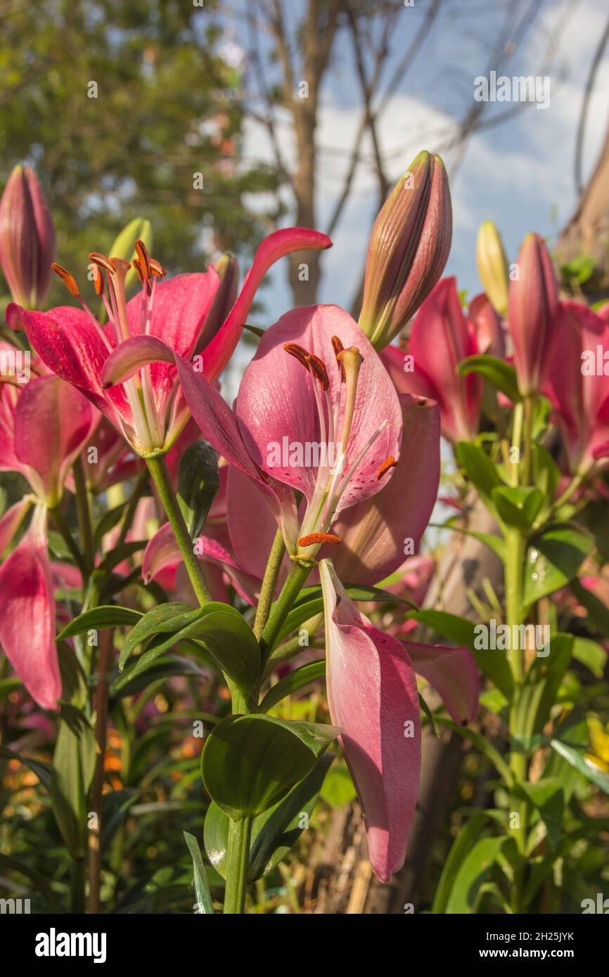 beautiful Lily flower Stock Photo - Alamy