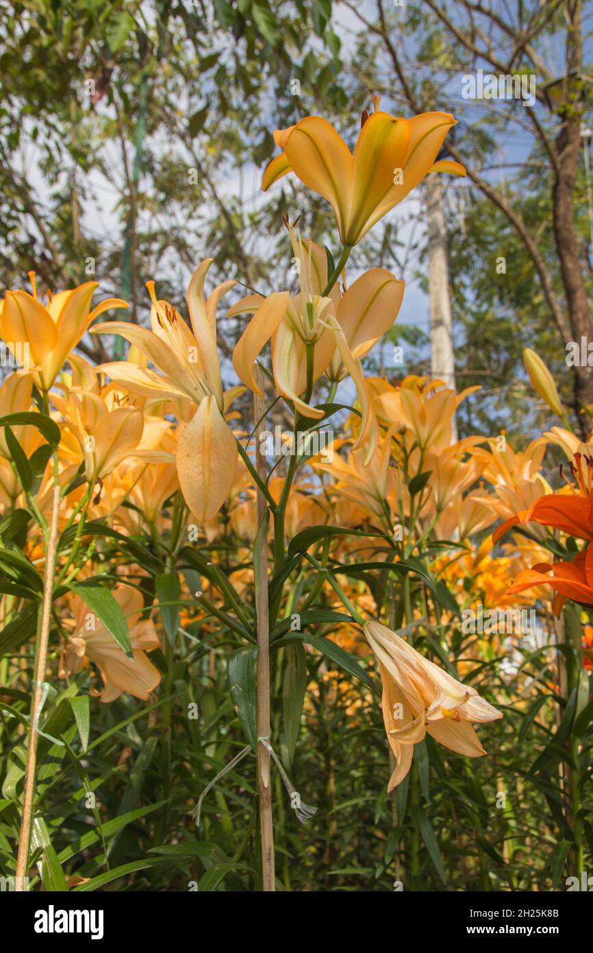 beautiful Lily flower Stock Photo - Alamy