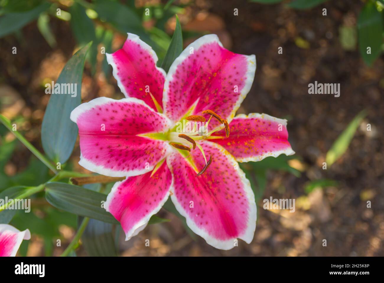 beautiful Lily flower Stock Photo - Alamy