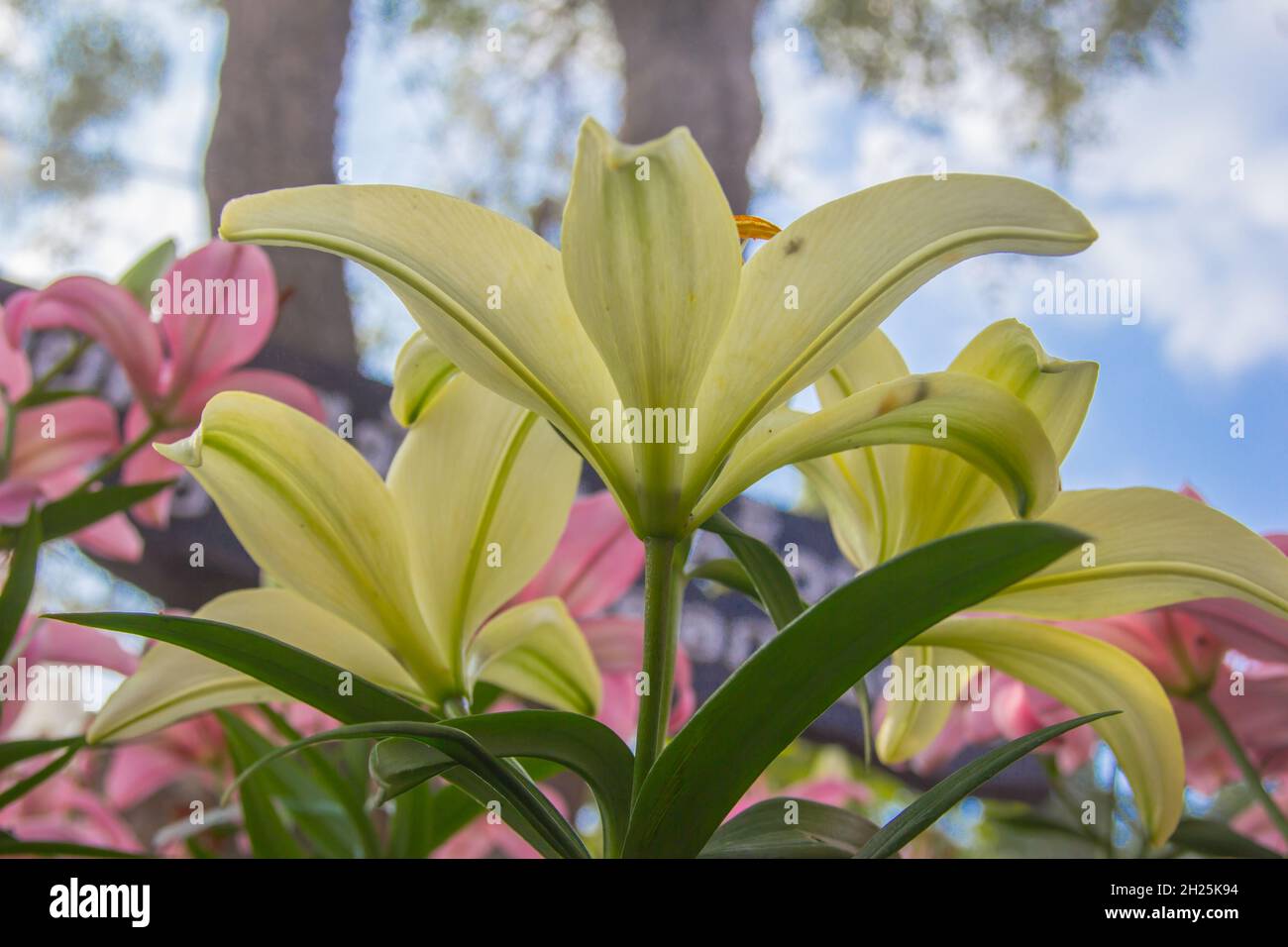 beautiful Lily flower Stock Photo - Alamy