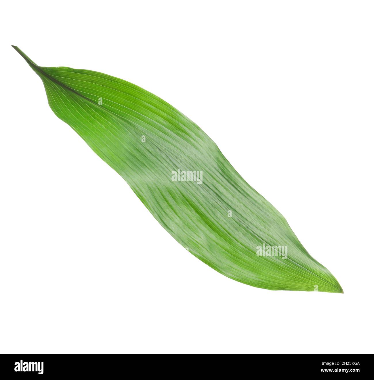 Beautiful tropical Aspidistra leaf on white background Stock Photo - Alamy