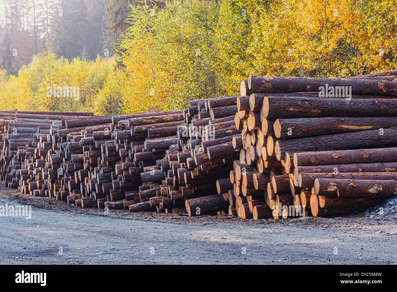 Wood storage warehouse in timber processing plant hi-res stock ...
