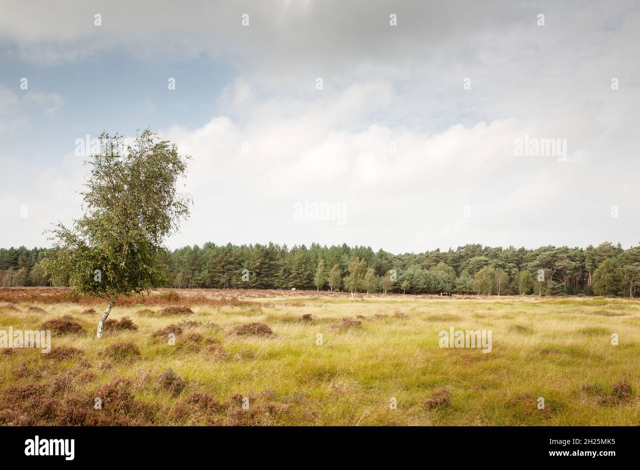 Landscape image of Brandon Country Park in near Thetford Forest in ...
