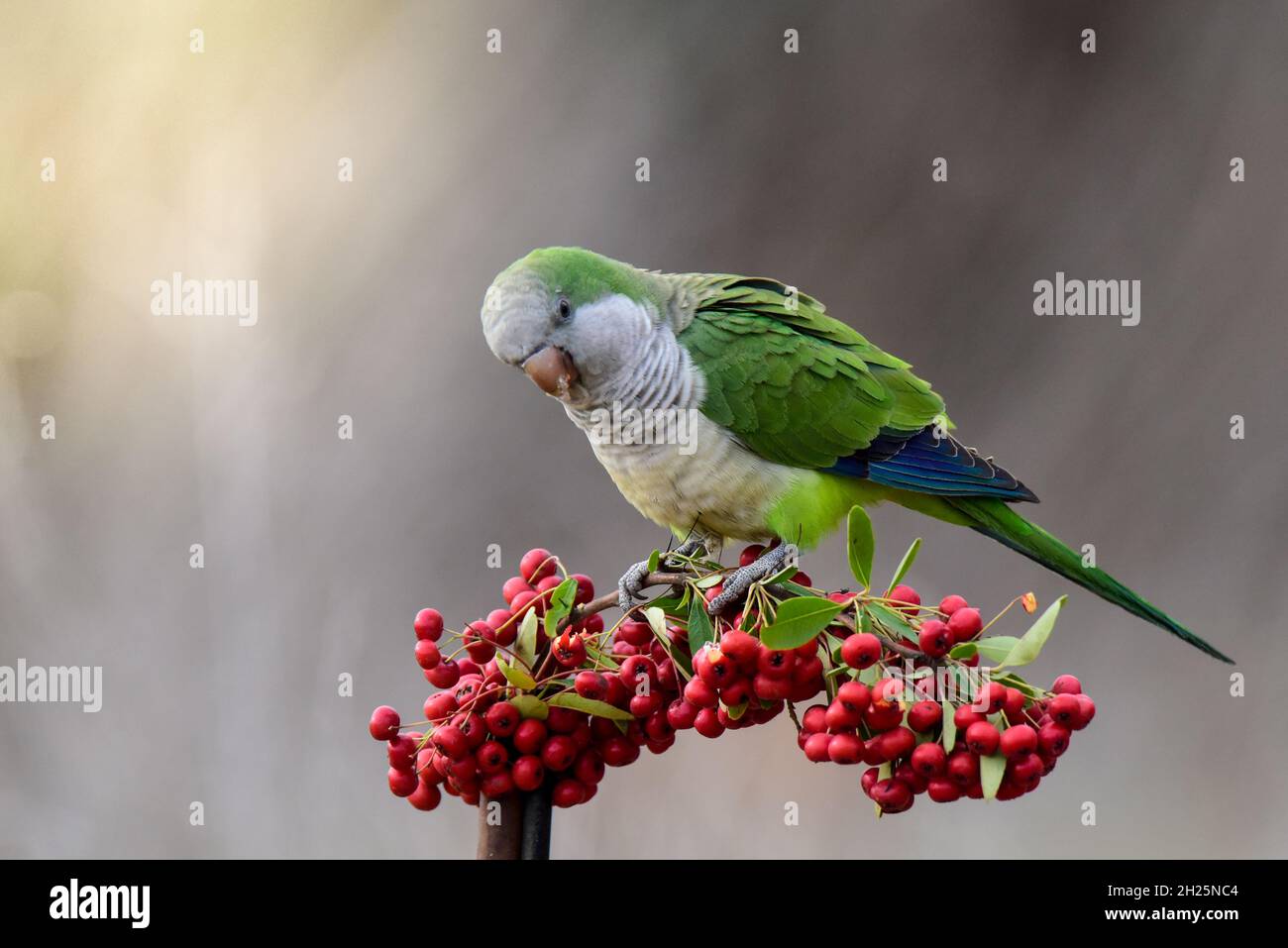 Monk parakeet, Myiopsitta monachus, in Pampas forest environment, La ...