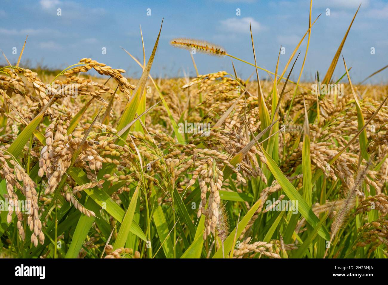Rice paddy field europe hi-res stock photography and images - Alamy