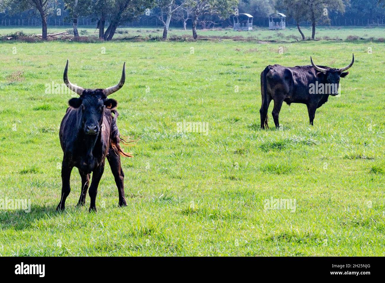 The Camargue is the home to bulls bred for the bull-fights in the ...