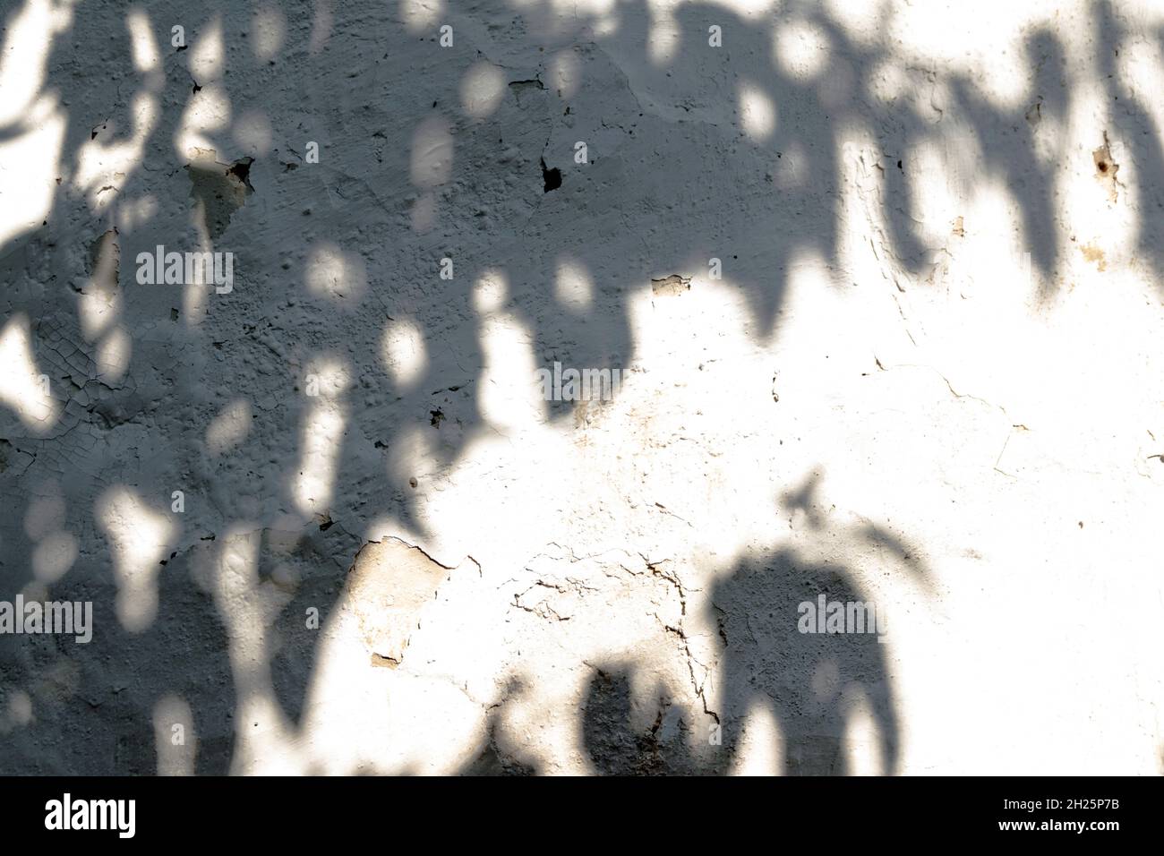 Leaves shadow with harsh light on an old cracked, plastered wall. Hard ...