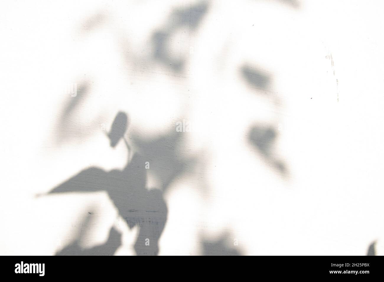 Leaves shadow with harsh light on an old cracked, plastered wall. Hard ...