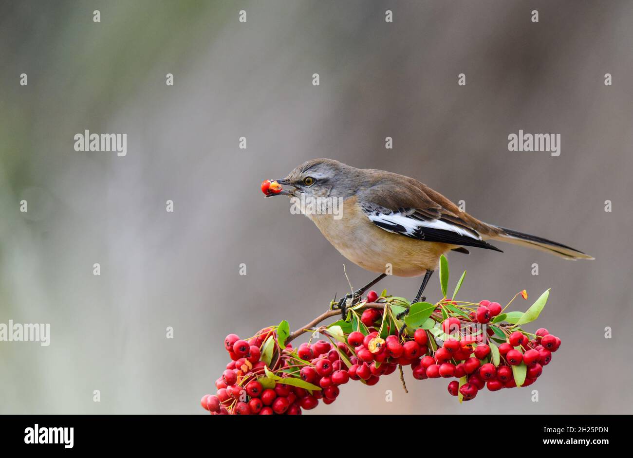 White banded Mockingbird, Mimus triurus, eating wild fruits, Patagonia ...