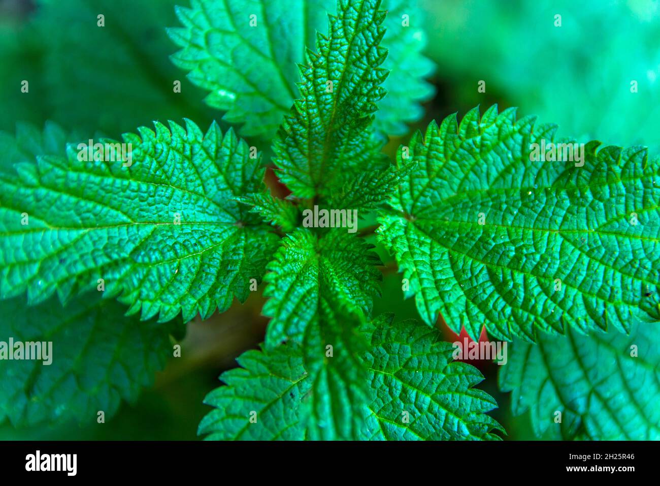 Stinging nettle close up hi-res stock photography and images - Alamy
