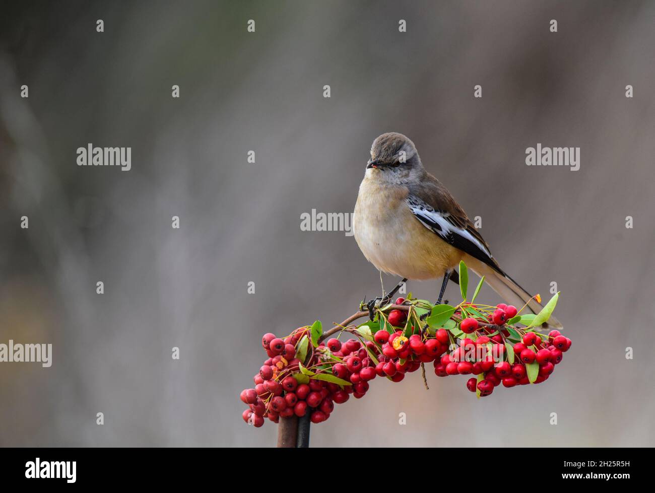 White banded Mockingbird, Mimus triurus, eating wild fruits, Patagonia ...