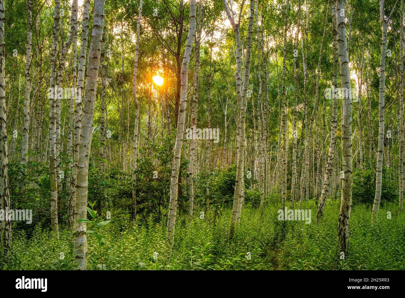 Summer landscape of young silver birch forest thicket - latin Betula ...