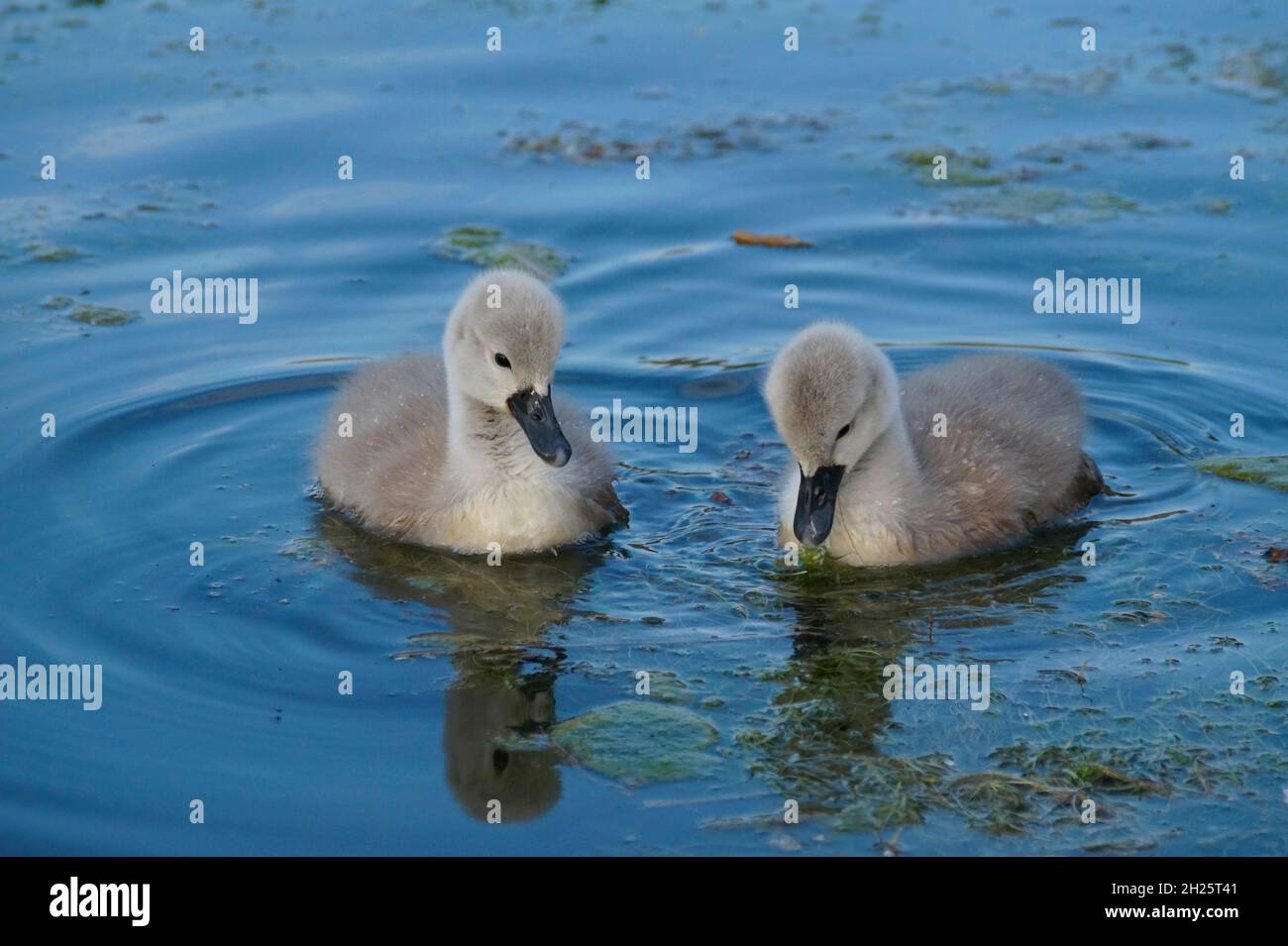 beautiful fluffy little swan chicks Stock Photo - Alamy