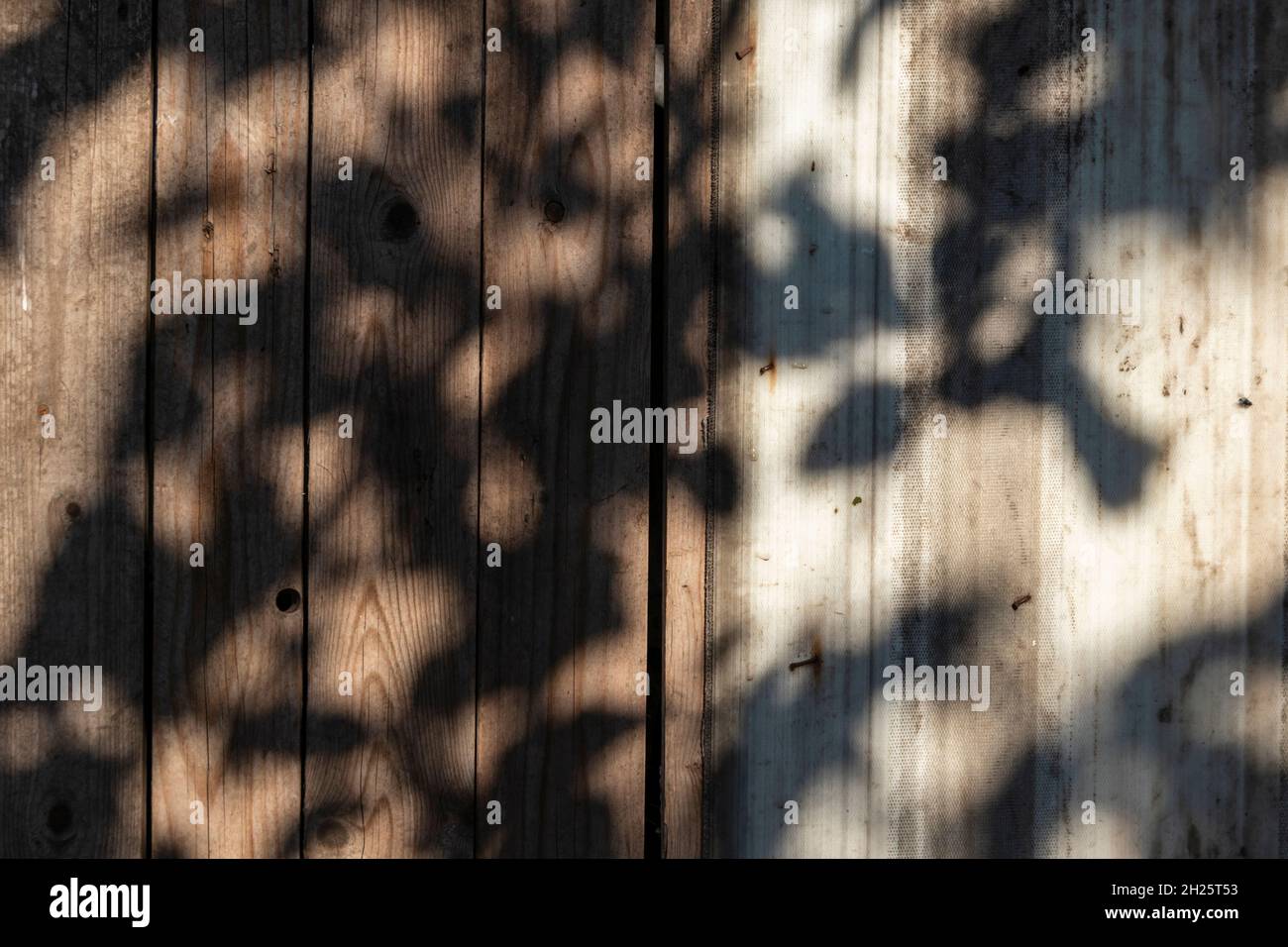 Hard shadows of a deciduous tree on old wood planks Stock Photo - Alamy