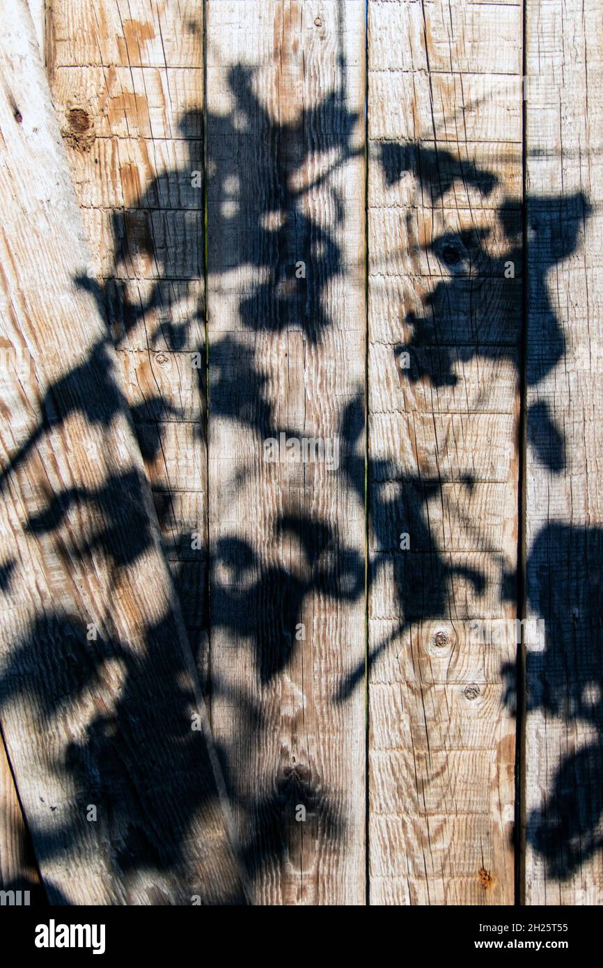 Hard shadows of a deciduous tree on old wood planks Stock Photo - Alamy