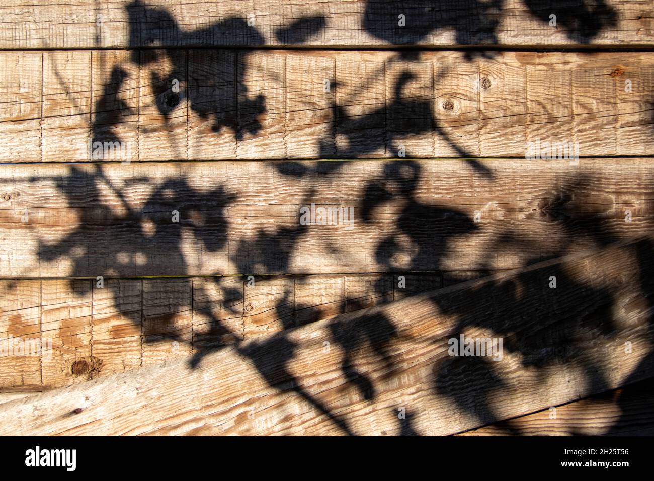 Hard shadows of a deciduous tree on old wood planks Stock Photo - Alamy