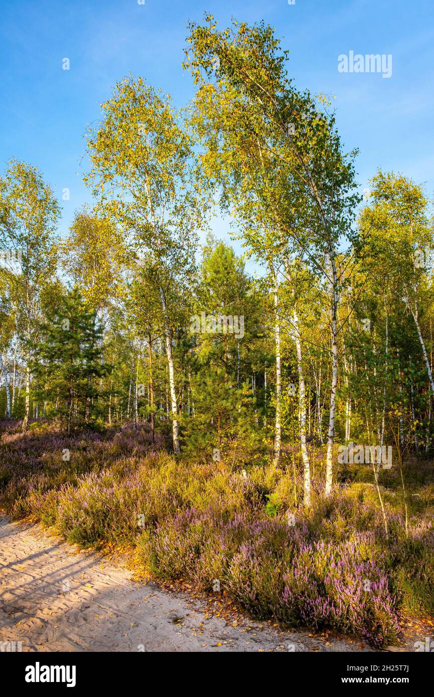 Autumn landscape of forest with undergrowth shrub of common heather ...